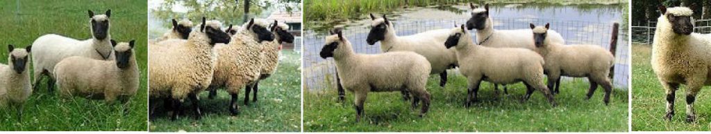 Voeding van schapen - Schapen - Clun Forest