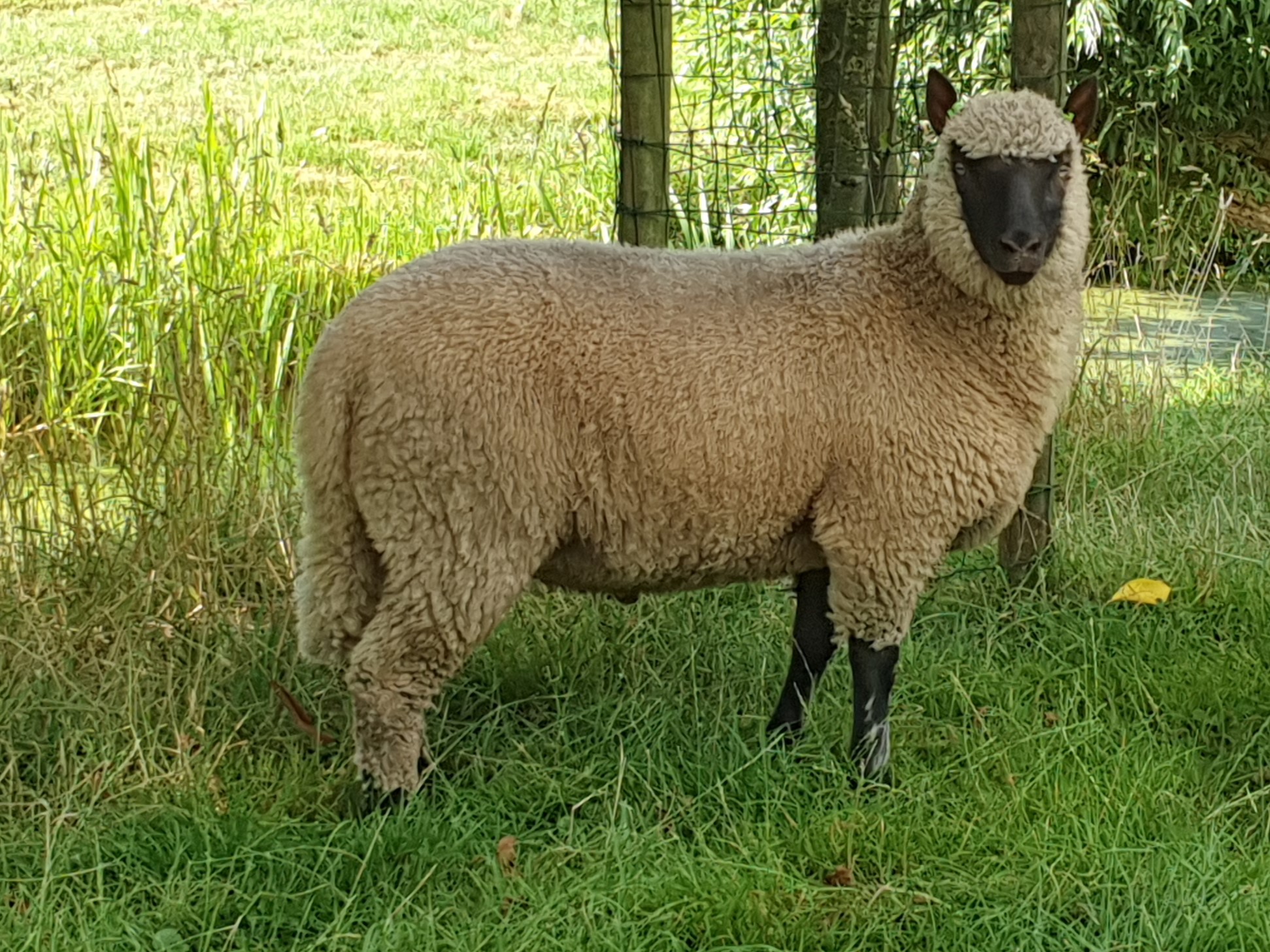 Verzorging van schapen - Schapen - Clun Forest